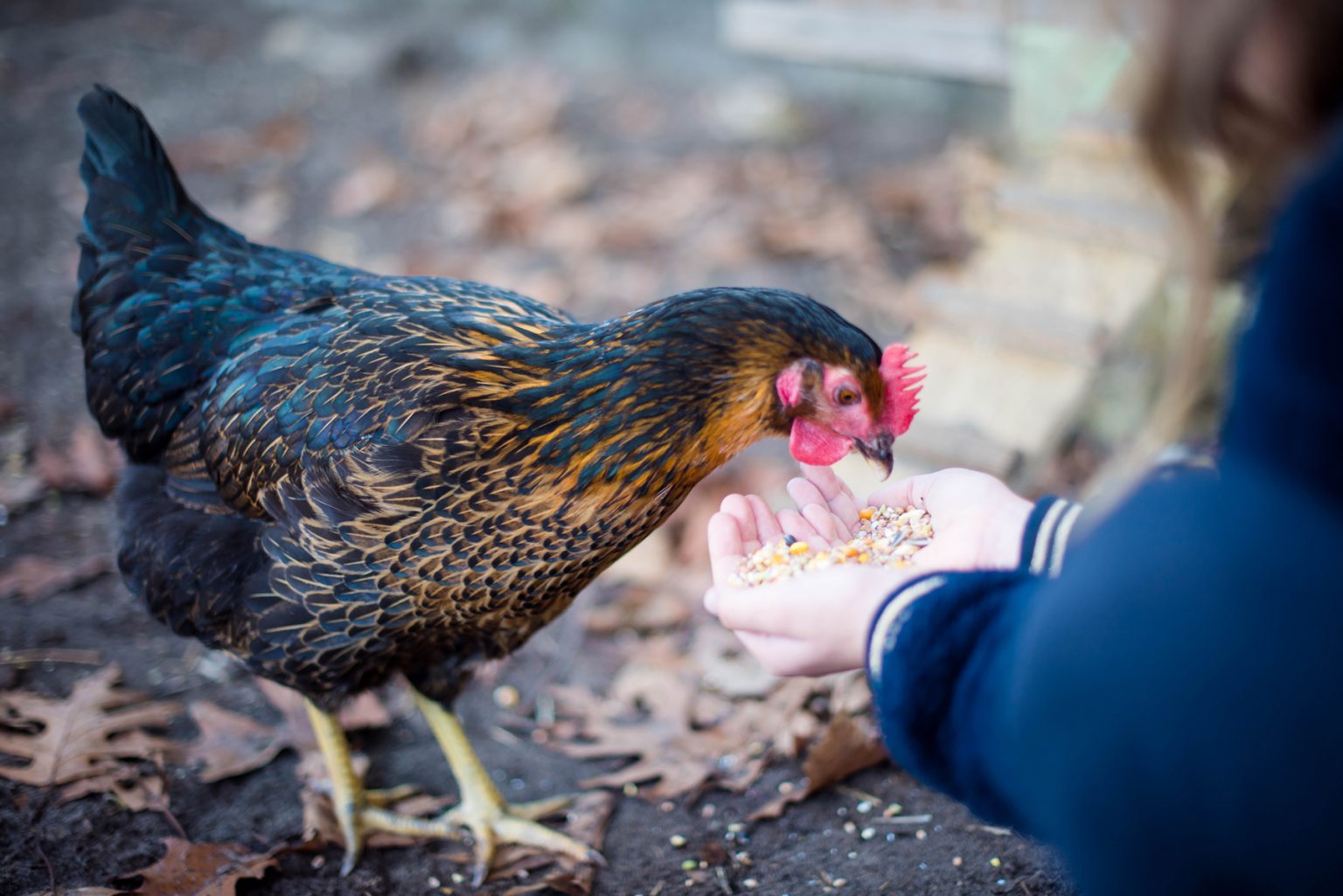 What Can You Feed Chickens? - Backyard Poultry